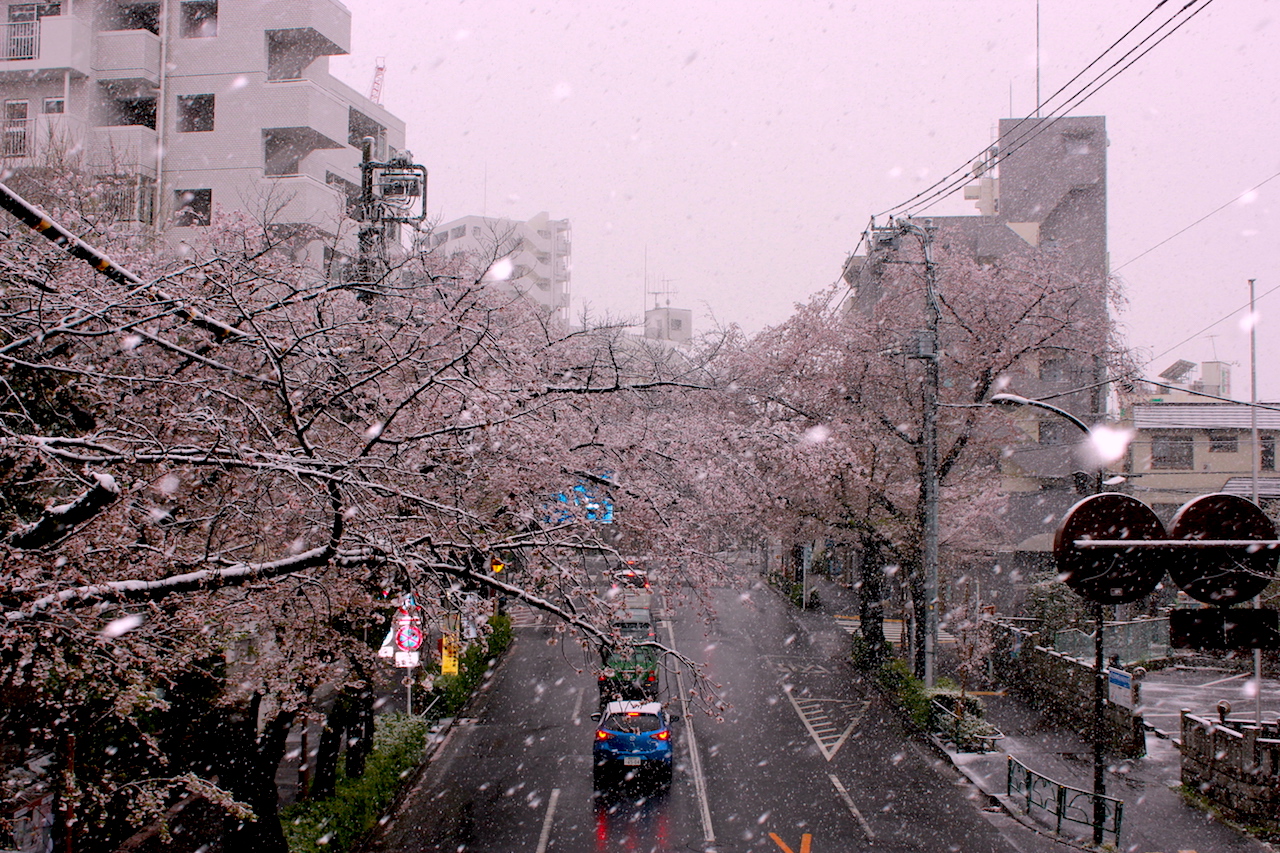 Sakura in the Snow: Photographs of Tokyo – Tokyo Dreamlife